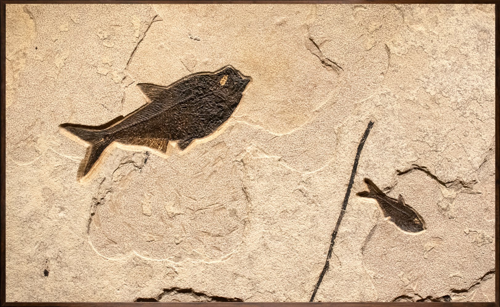 Fossil Fish Mural 5702mm - A horizontal fossil mural featuring two ...