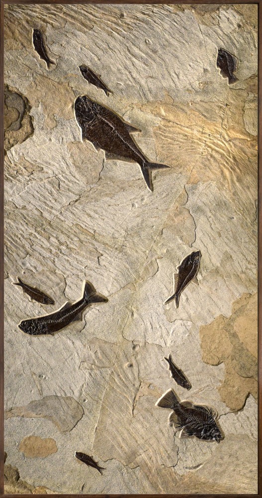 Fossil Fish Mural 10009gm - A Gallery-size fossil fish mural featuring ...