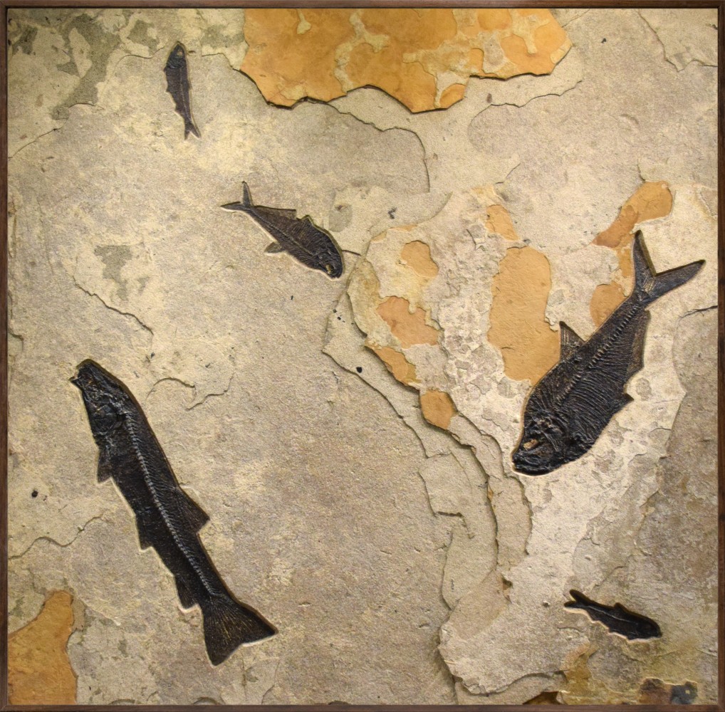 Fossil Fish Mural 8787cm (SOLD) - A collector-size fossil fish mural in ...