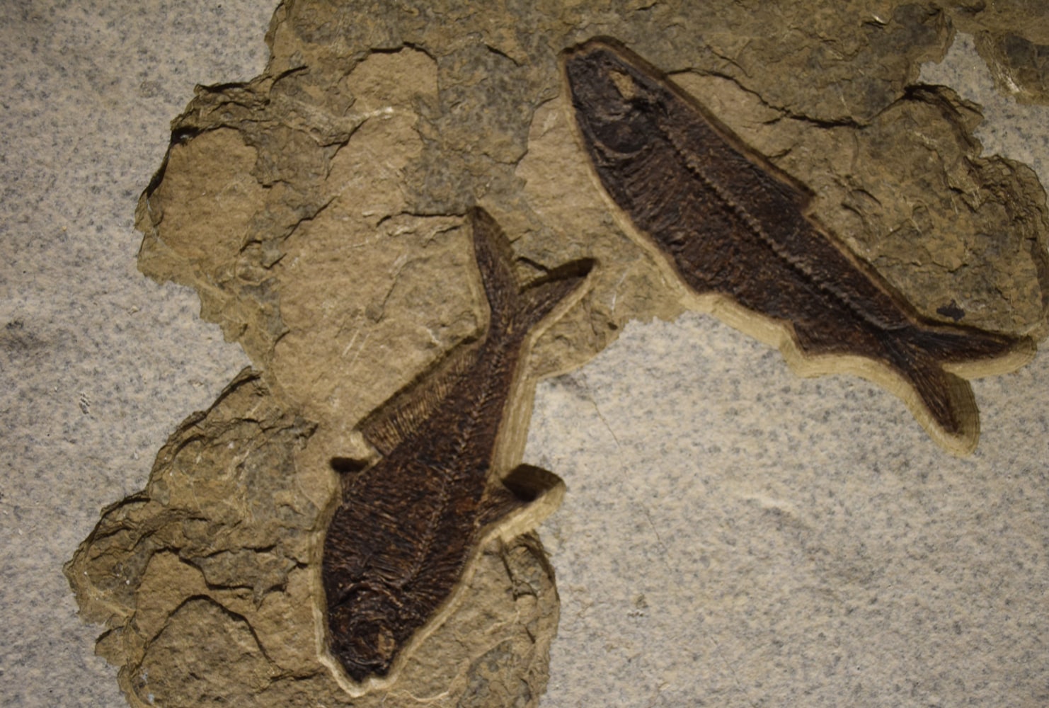 Fossil Fish Mural 0005am (SOLD) - A horizontal Accent-sized fossil fish ...