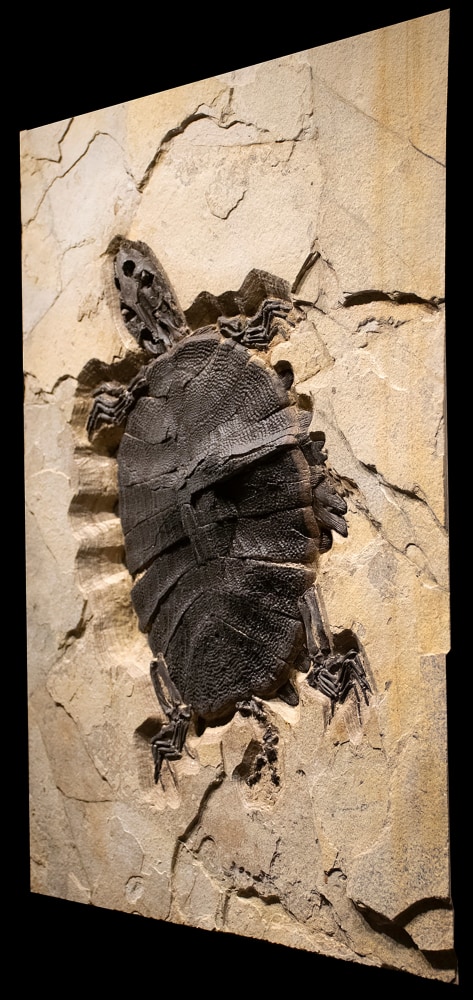 Fossil Turtle Mural 7001am (SOLD) - - Fossil Art-Items - Natural Fossil ...