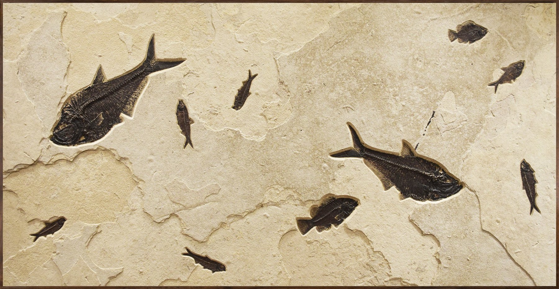 Fossil Mural 8035gm (SOLD) - A horizontal mural featuring two large ...