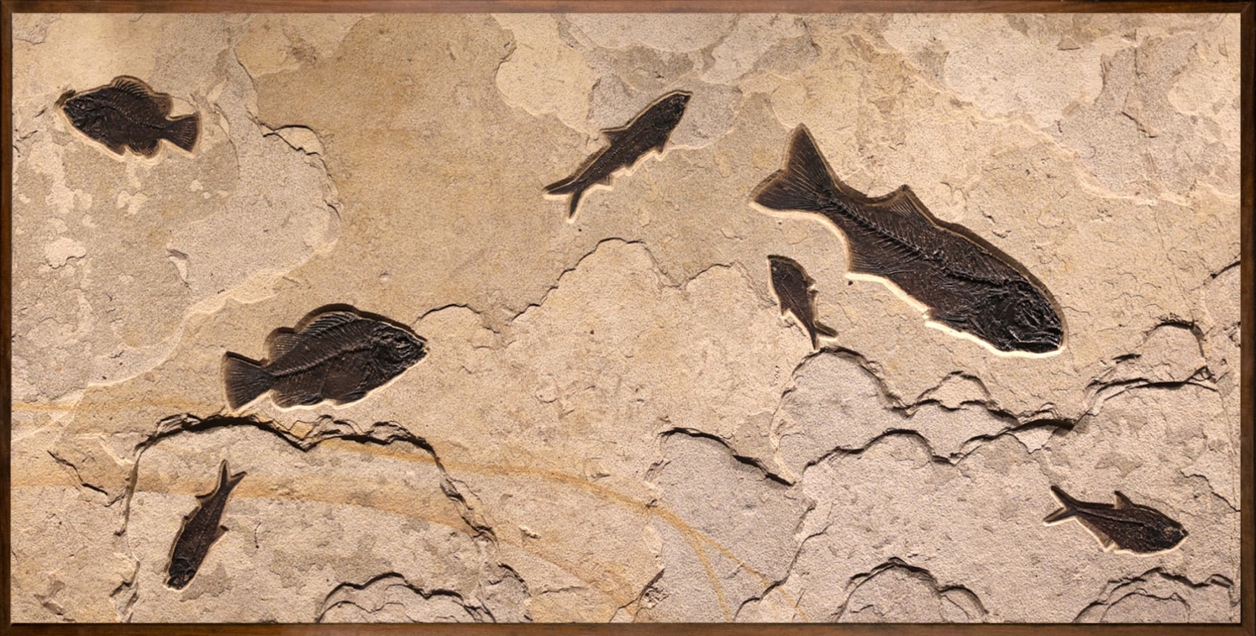 Fossil Fish Mural 7004cm - A horizonal Collector-size fossil fish mural ...