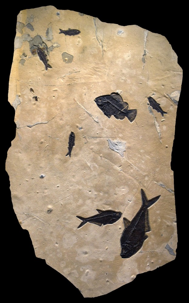 Fossil Fish Mural 7706gm - A gallery size fossil stone mural with an ...