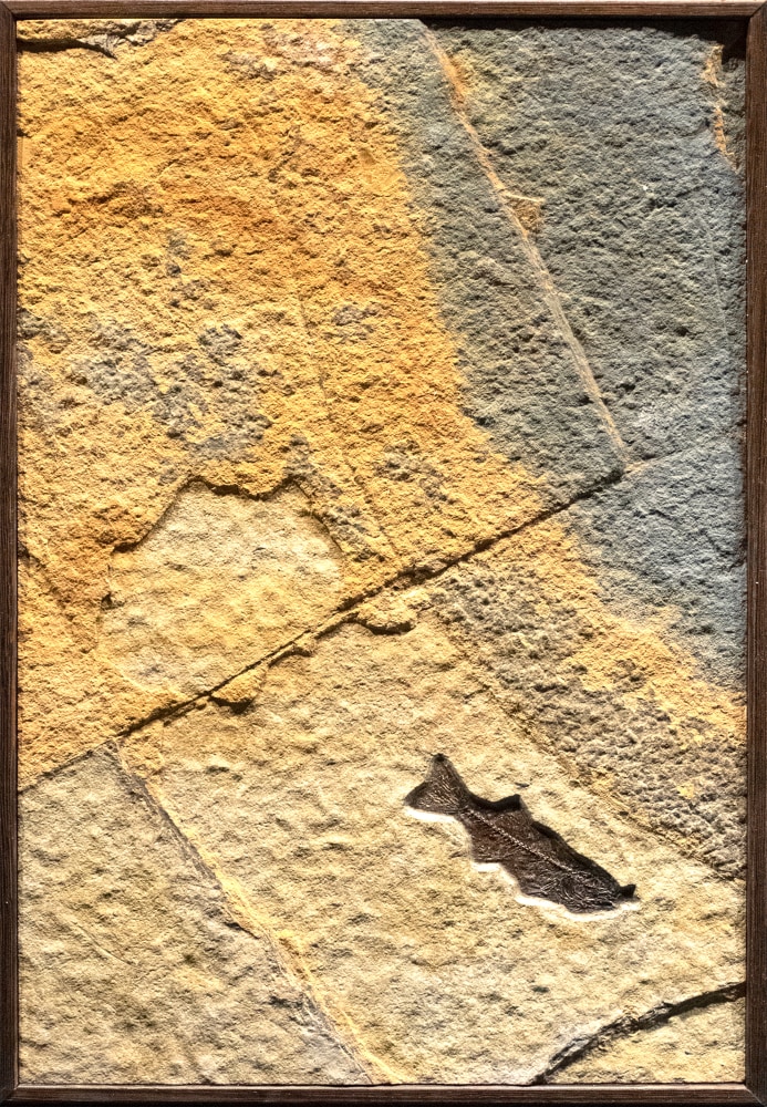 Fossil Mural 2426mm - - Fossil Art-Items - Natural Fossil Art and Design