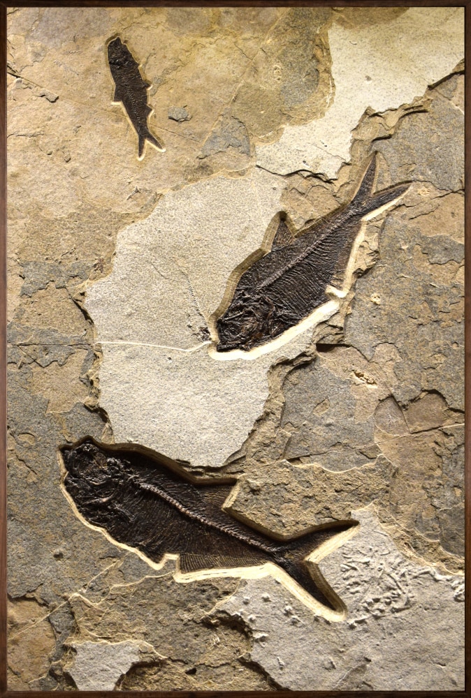Fossil Fish Mural 3001am (SOLD) - A vertical Accent-sized mural ...