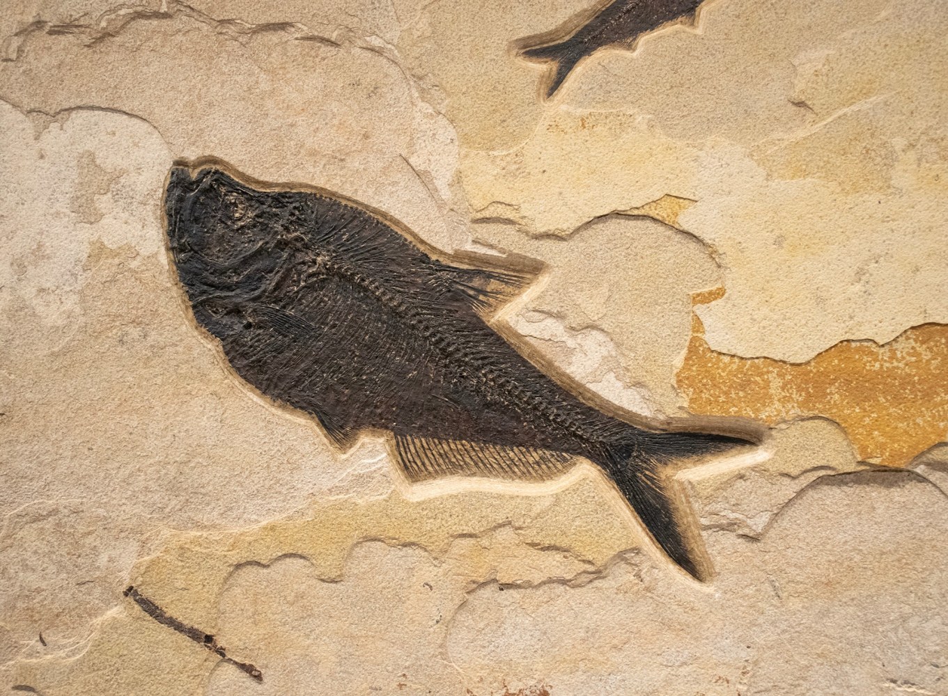 Fossil Fish Mural 0650am - An Accent sized fossil fish mural with three ...