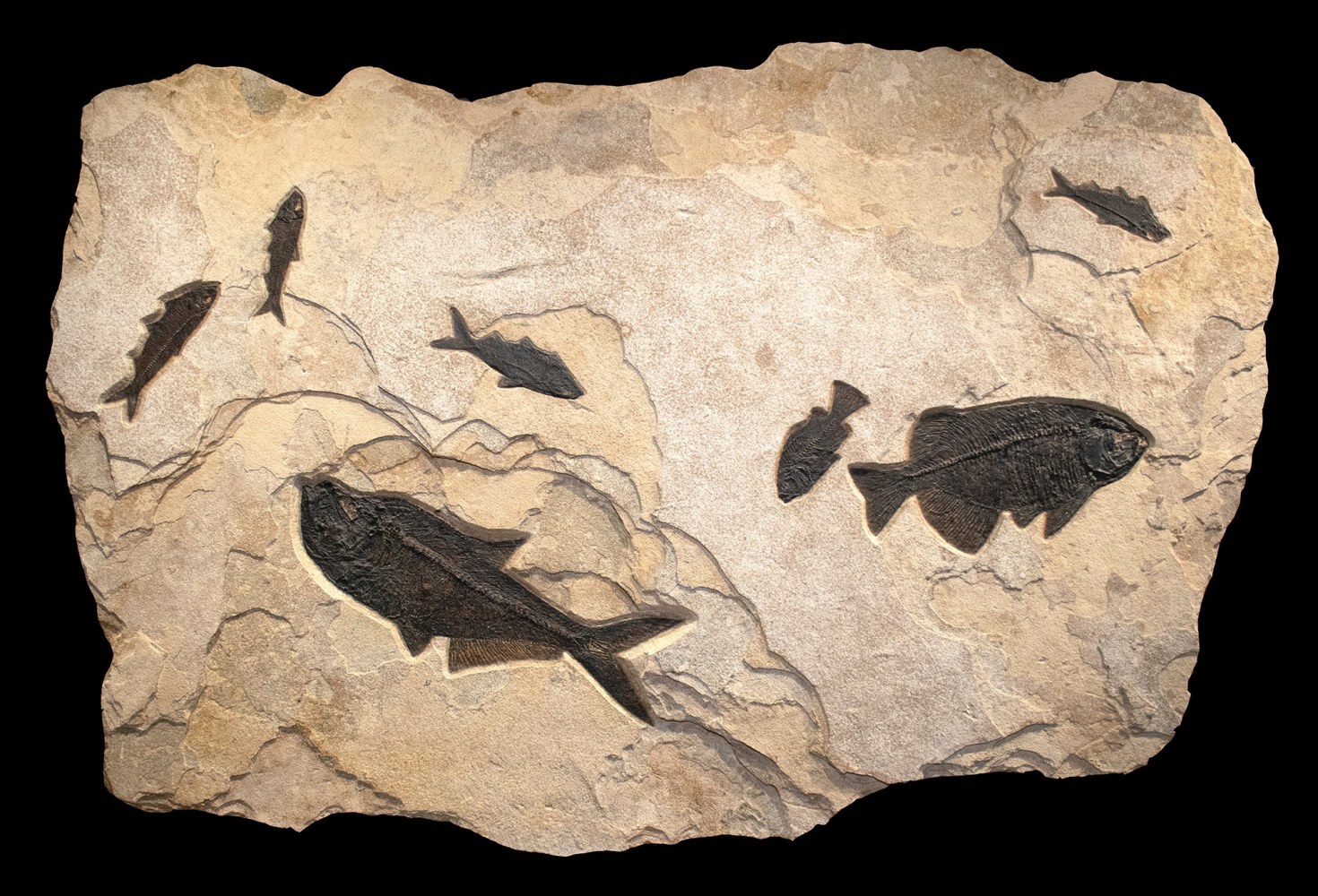 Fossil Mural 2433cm (SOLD) - An Irregularly shaped Collector-sized ...
