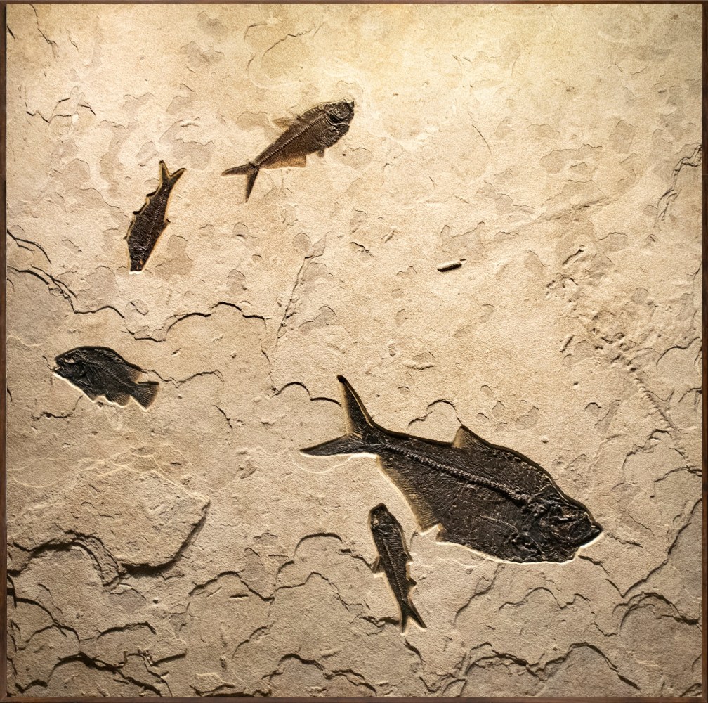 Fossil Mural 4800cm (SOLD) - A square mural containing five fossils ...