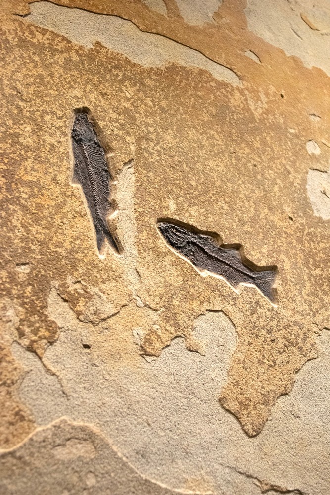 Fossil Fish Mural 3540gm - An irregularly shaped fossil fish mural with ...