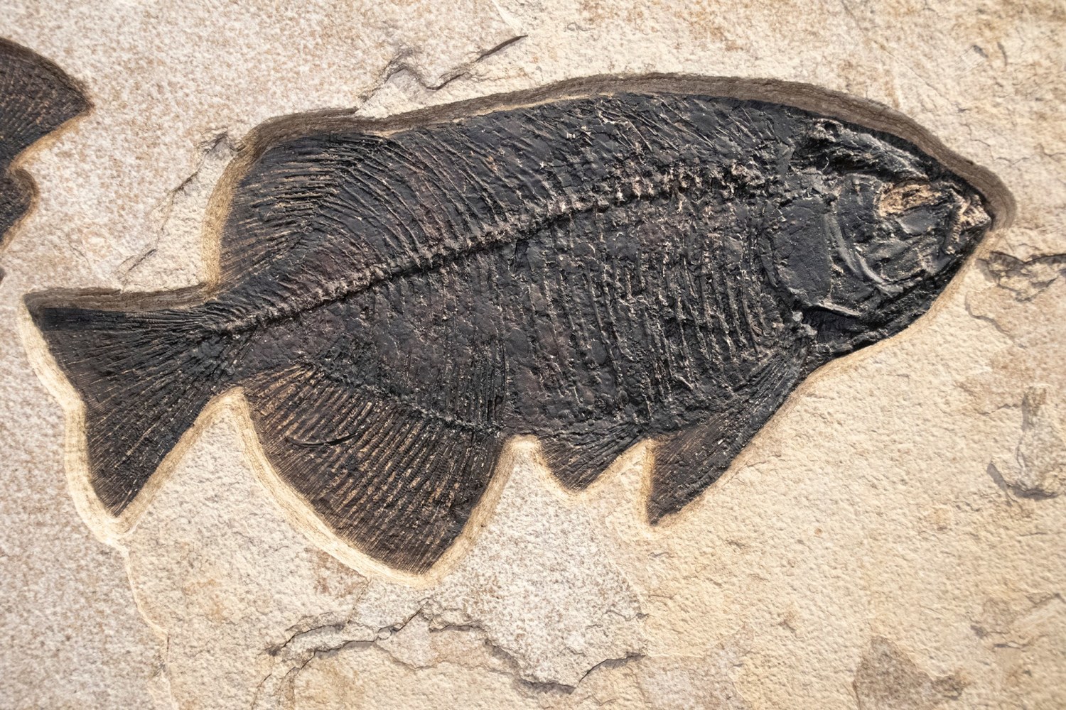 Fossil Mural 2433cm (SOLD) - An Irregularly shaped Collector-sized ...