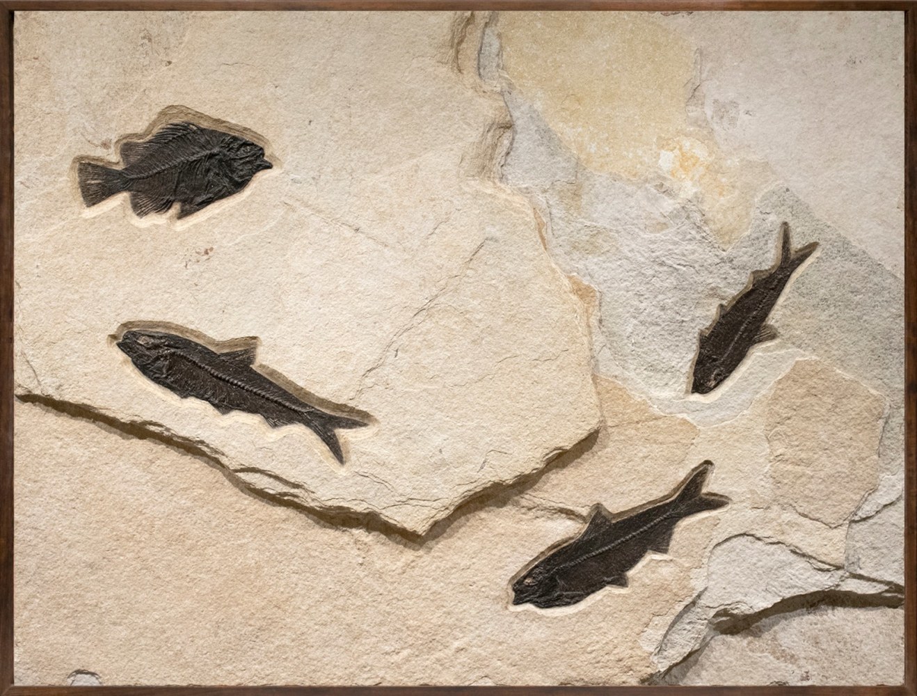 Fossil Fish Mural 4501mm (SOLD) - A horizontal fossil fish mural with ...