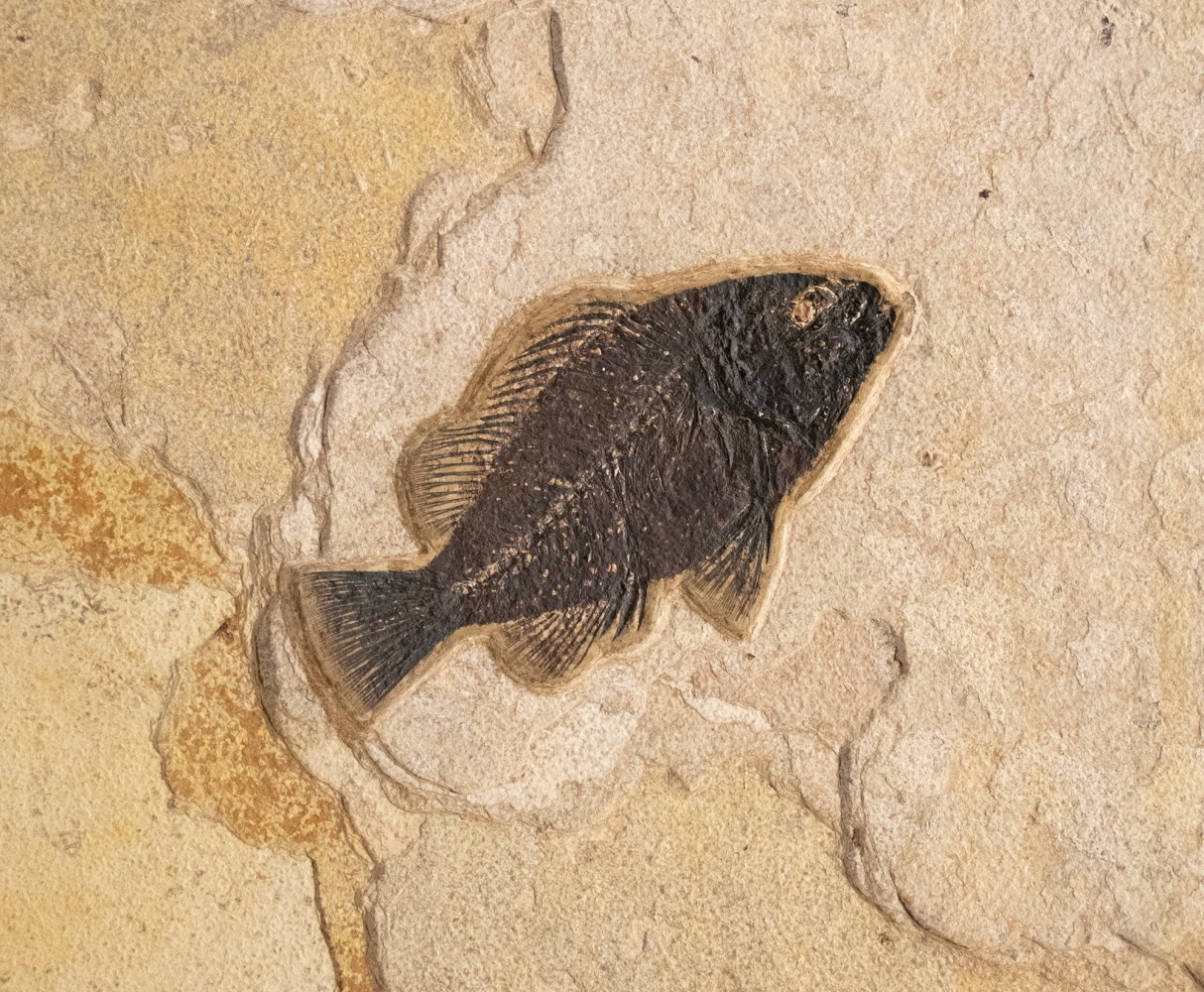 Fossil Fish Mural 0650am - An Accent sized fossil fish mural with three ...