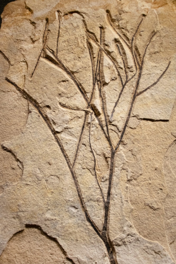 Fossil Plant Mural 3523am (SOLD) - An irregularly shaped Accent-size ...