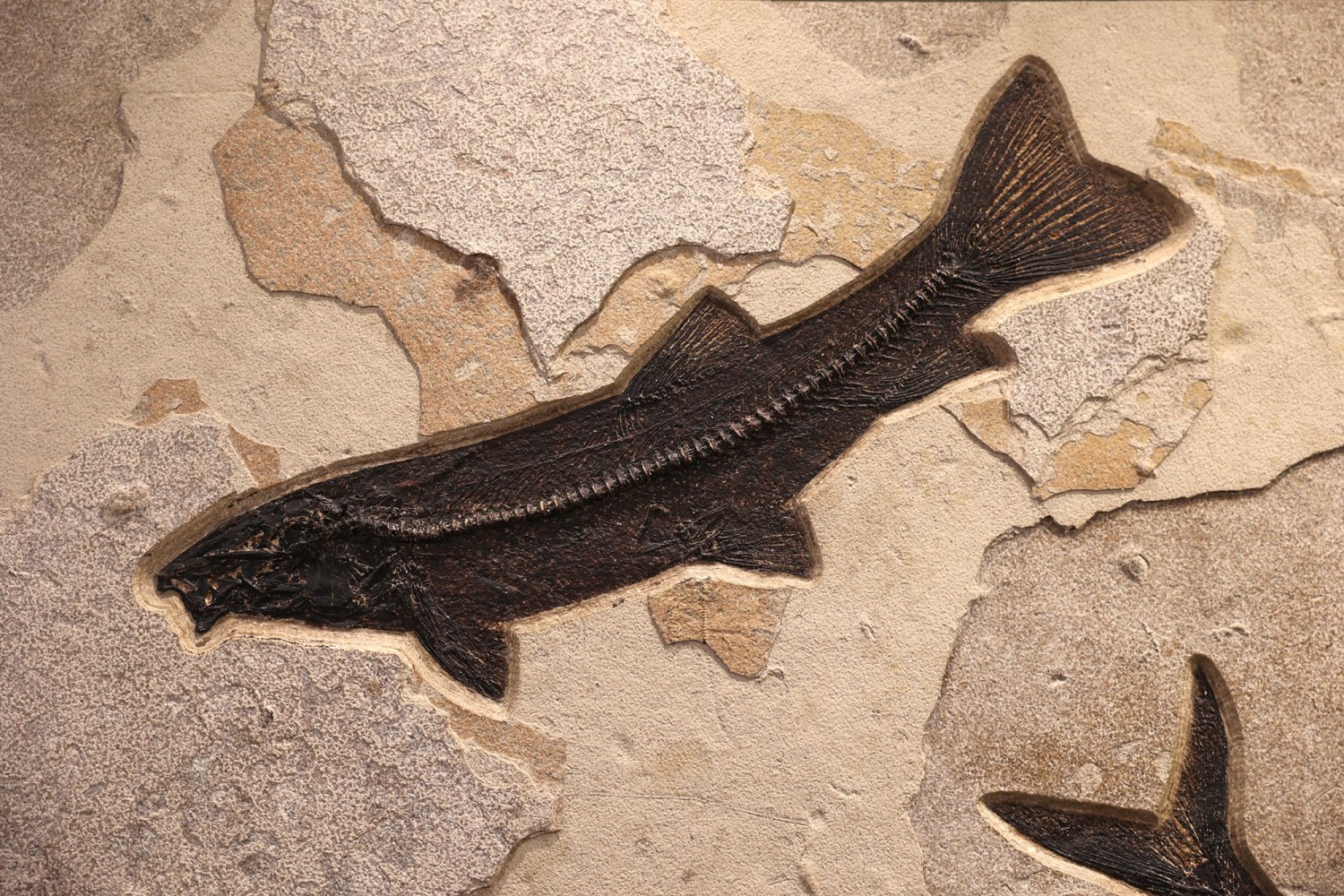 Fossil Fish Mural 2803cm (SOLD) - A horizontal Collector-size fossil ...