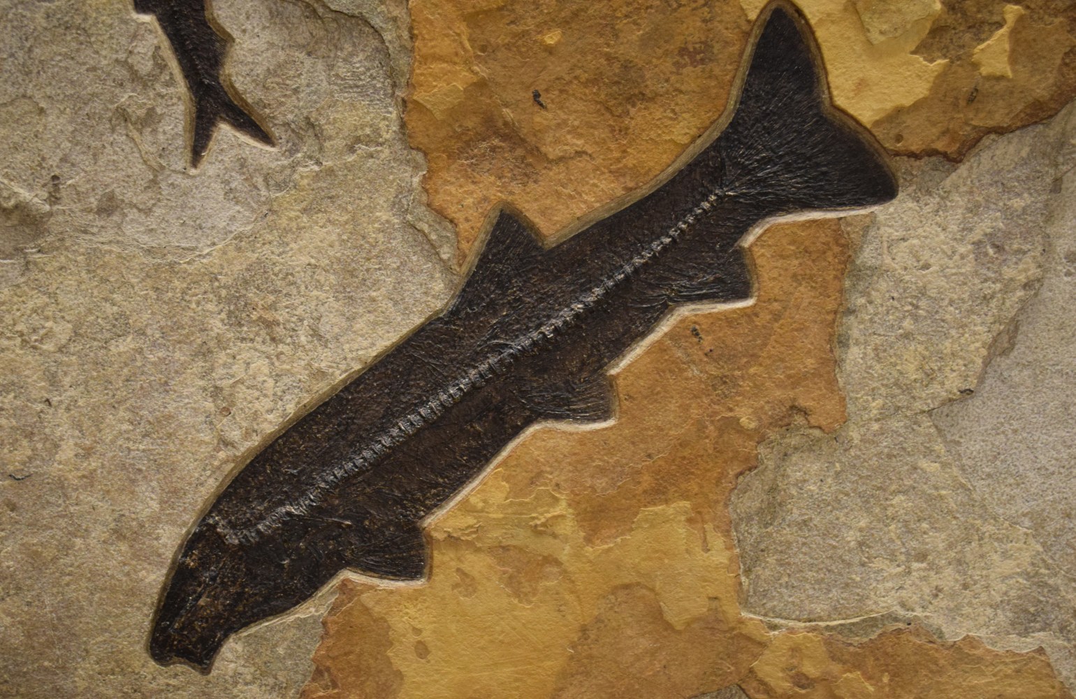 Fossil Fish Triptych 1008ABC (SOLD) - A large, vertical triptych mural ...