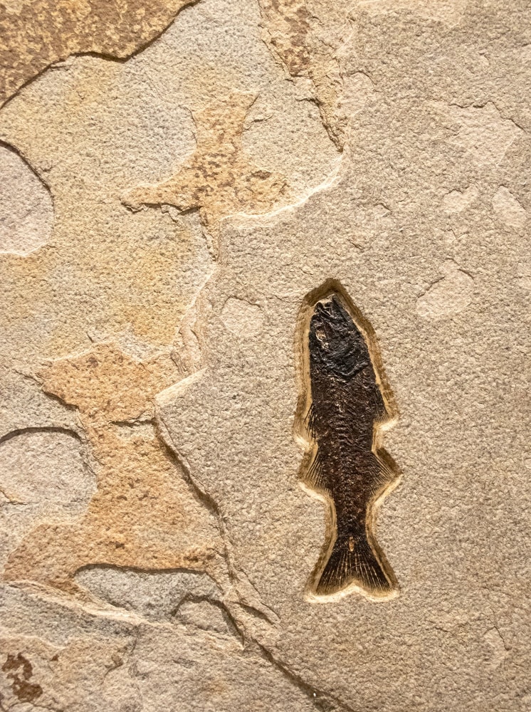 Fossil Fish Mural 3540gm - An irregularly shaped fossil fish mural with ...