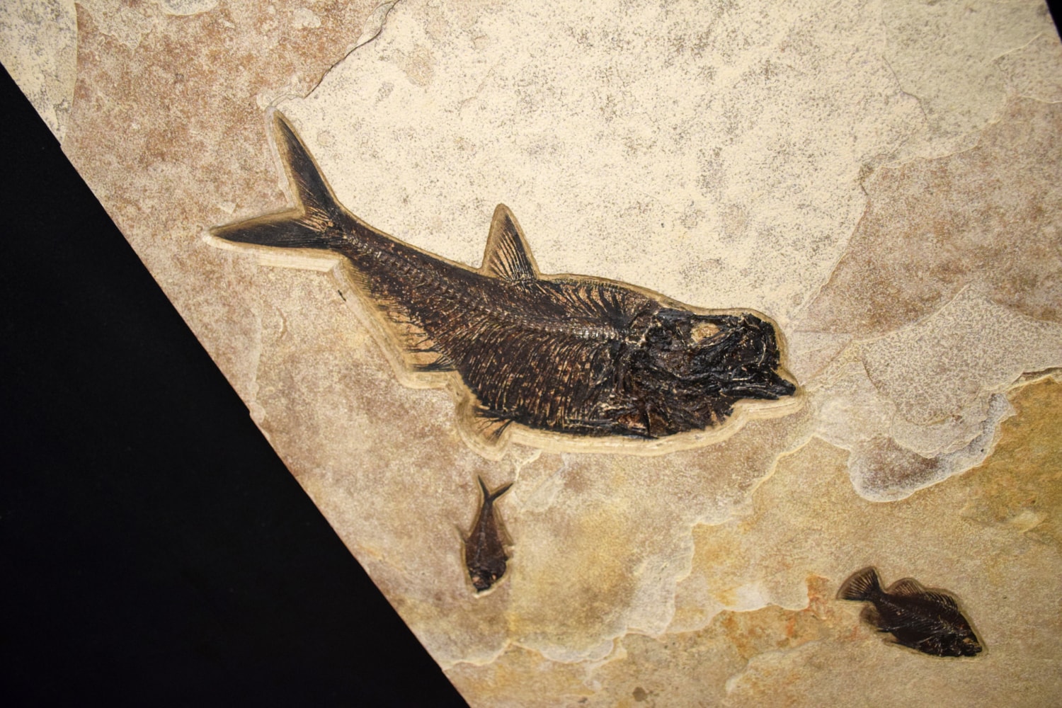 Fossil Mural 6004ABC (SOLD) - A fossil triptych containing a variety of ...