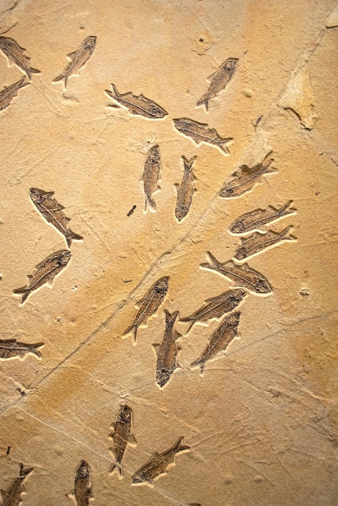 Fossil Fish Mural 4001cm (SOLD) - A vertical Collector-size mural ...