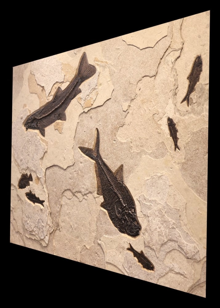 Fossil Fish Mural 2803cm (SOLD) - A horizontal Collector-size fossil ...