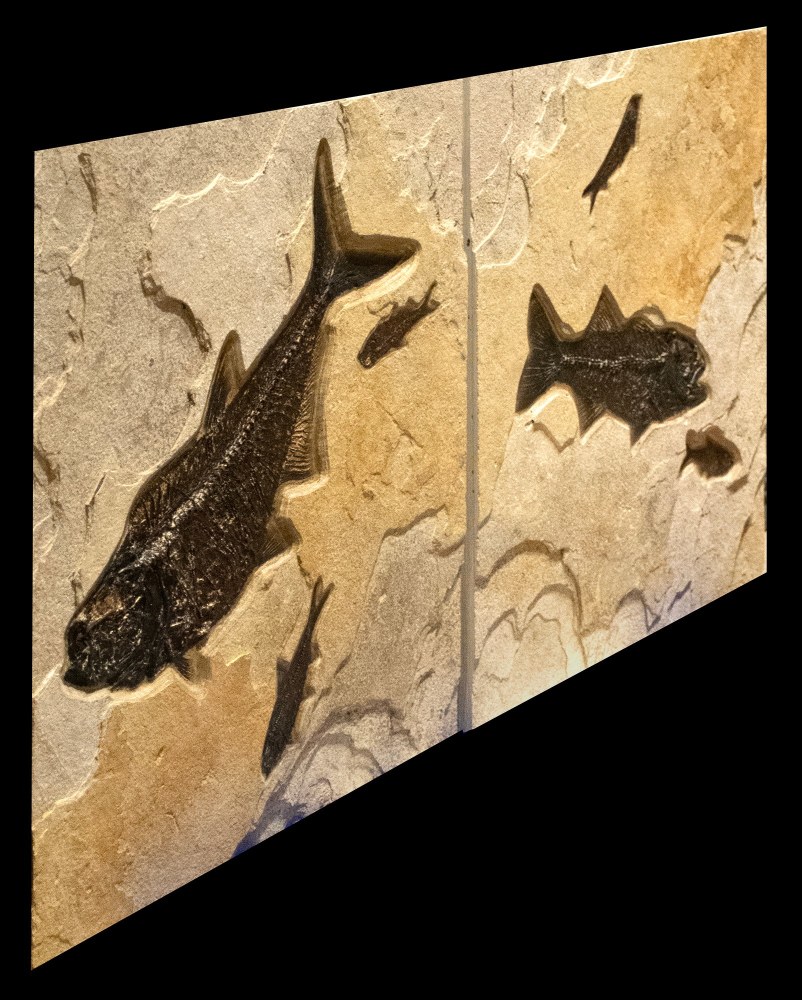Fossil Fish Mural 9004ab (SOLD) - An Accent-sized fossil mural in two ...