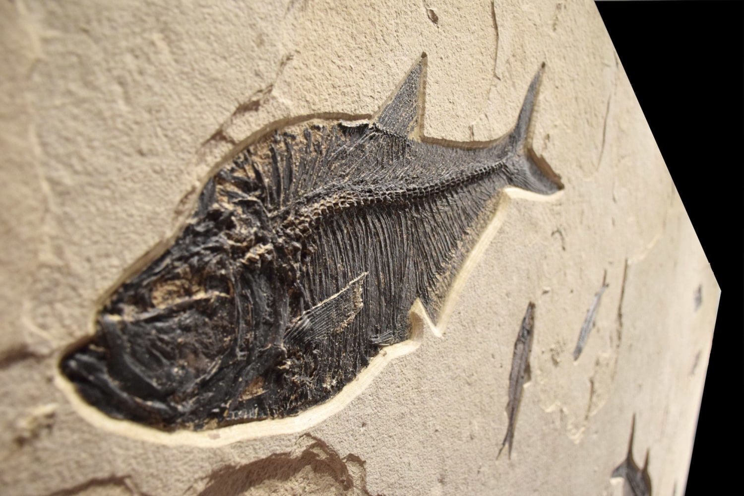 Fossil Mural 8035gm (SOLD) - A horizontal mural featuring two large ...