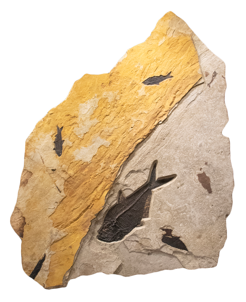 Fossil Fish Mural 7723cm - A Collector-size fossil fish mural with a ...