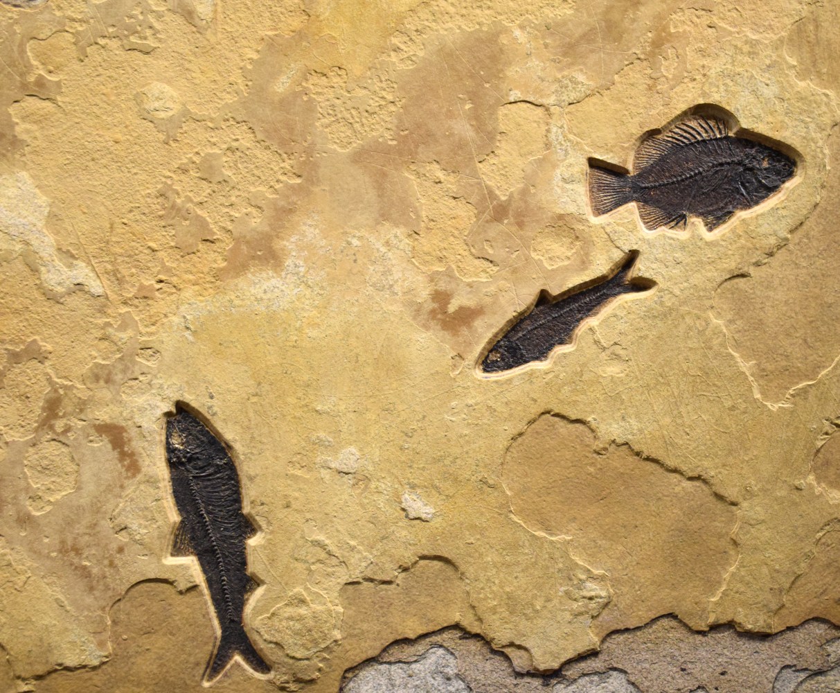 Fossil Fish Mural 4779gm - An irregularly shaped, Gallery-sized fossil ...