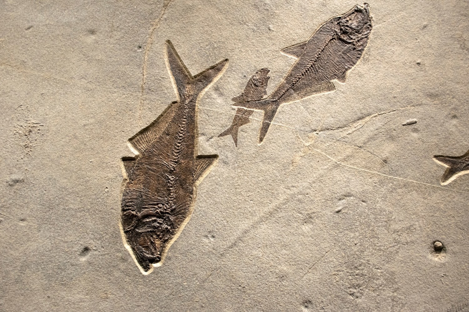 Fossil Mural 4008gm (SOLD) - An irregular shaped mural quarried from a ...