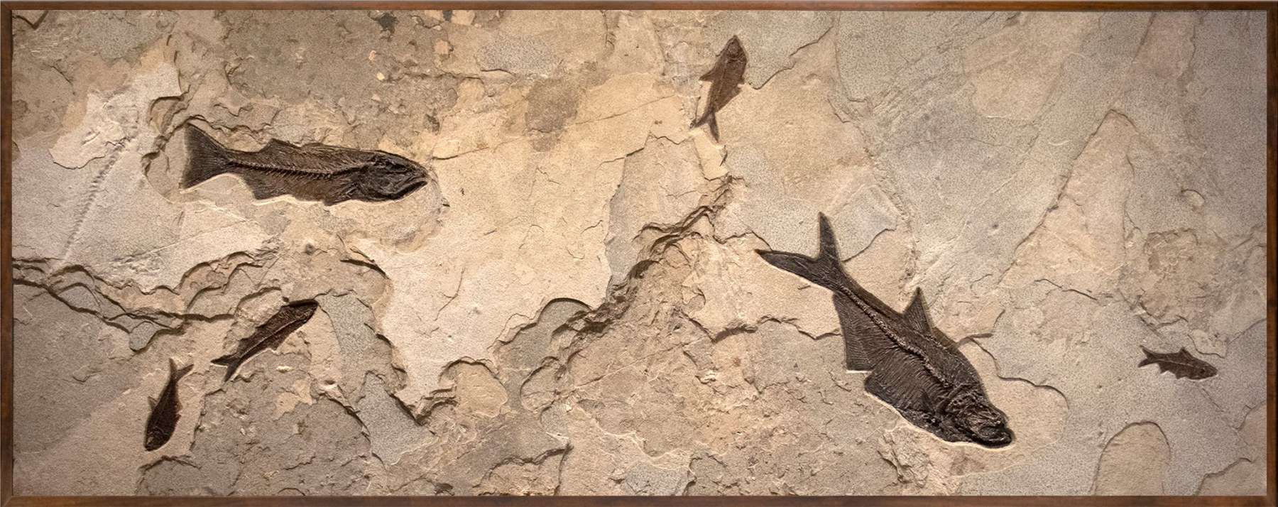 Fossil Fish Mural 2708 (SOLD) - A horizontal Collector Size fossil ...