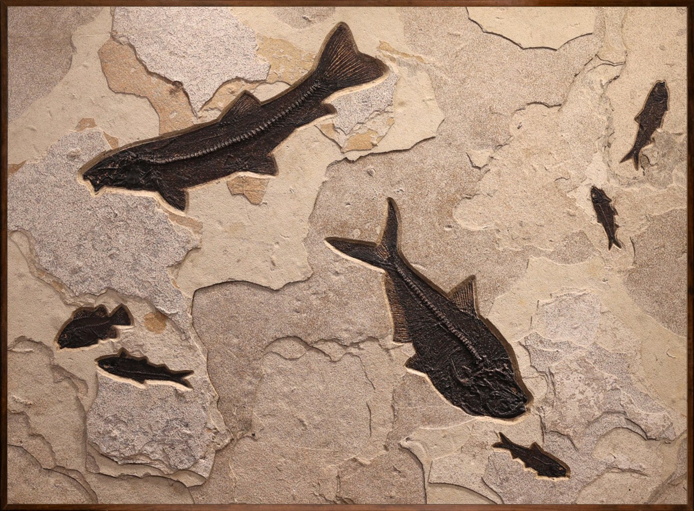 Fossil Fish Mural 2803cm (SOLD) - A horizontal Collector-size fossil ...