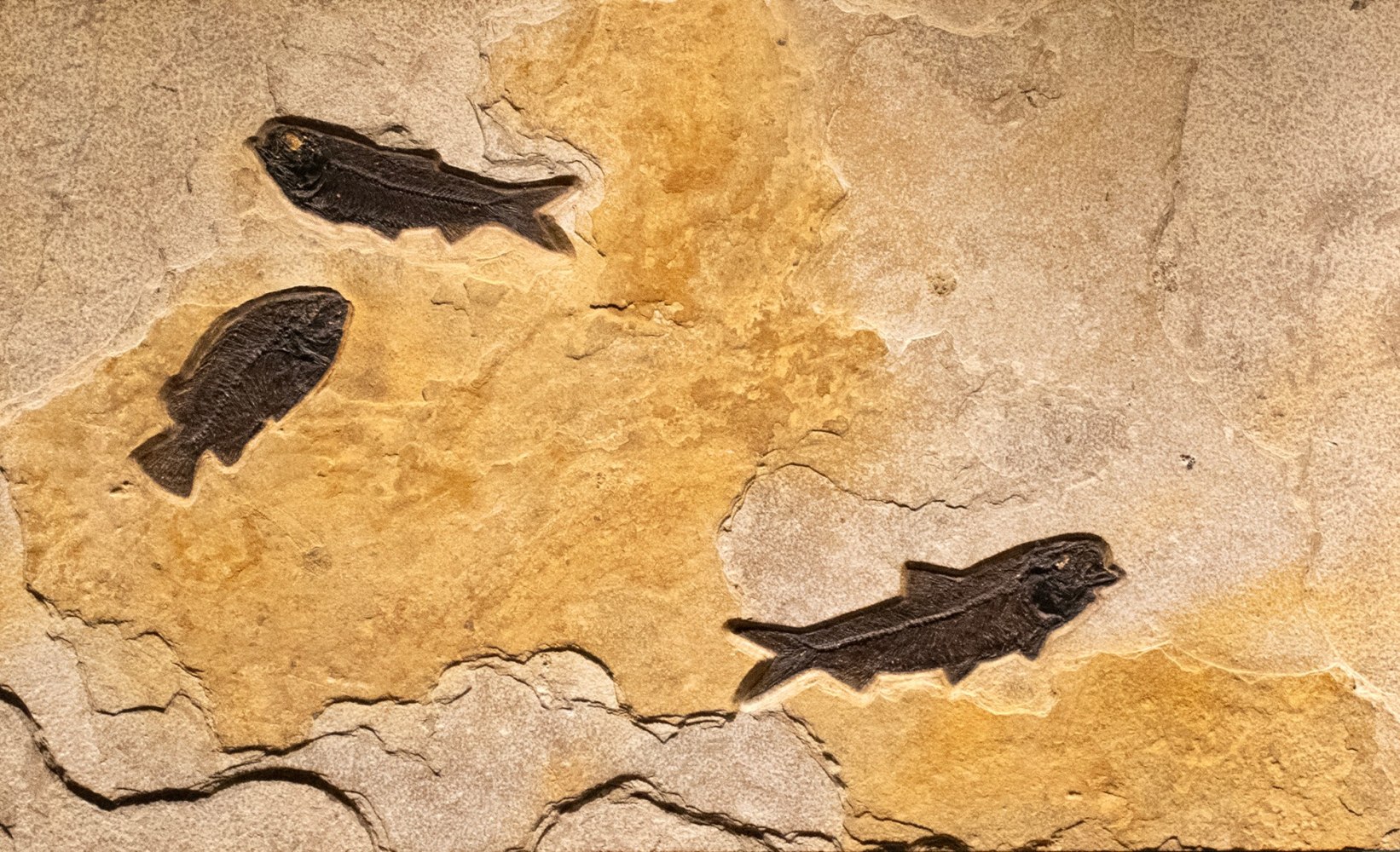 Fossil Fish Mural 8707mm (ON HOLD) - A small horizontal fossil fish ...