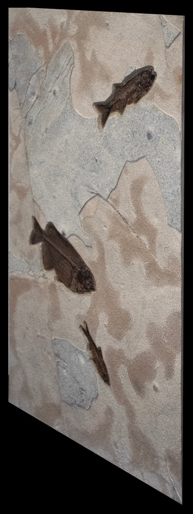 Fossil Fish Mural 2805mm (SOLD) - A fossil fish mural containing a ...