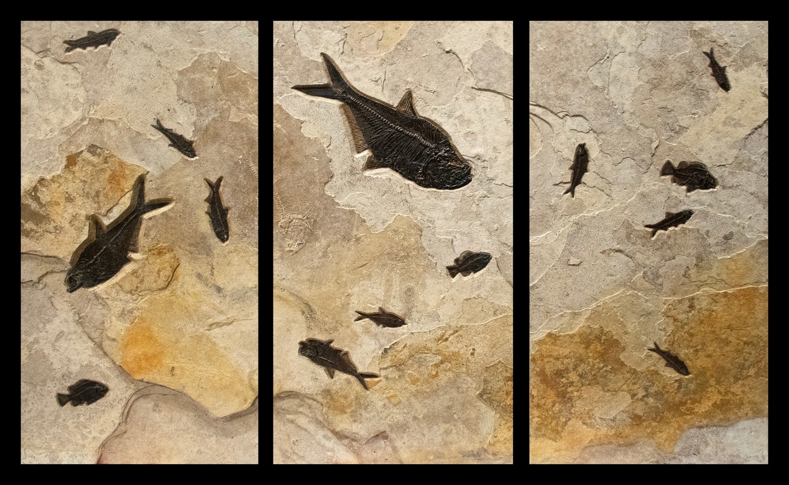 Fossil Triptych Mural 6009ABC (SOLD) - A fossil tryptich containing a ...