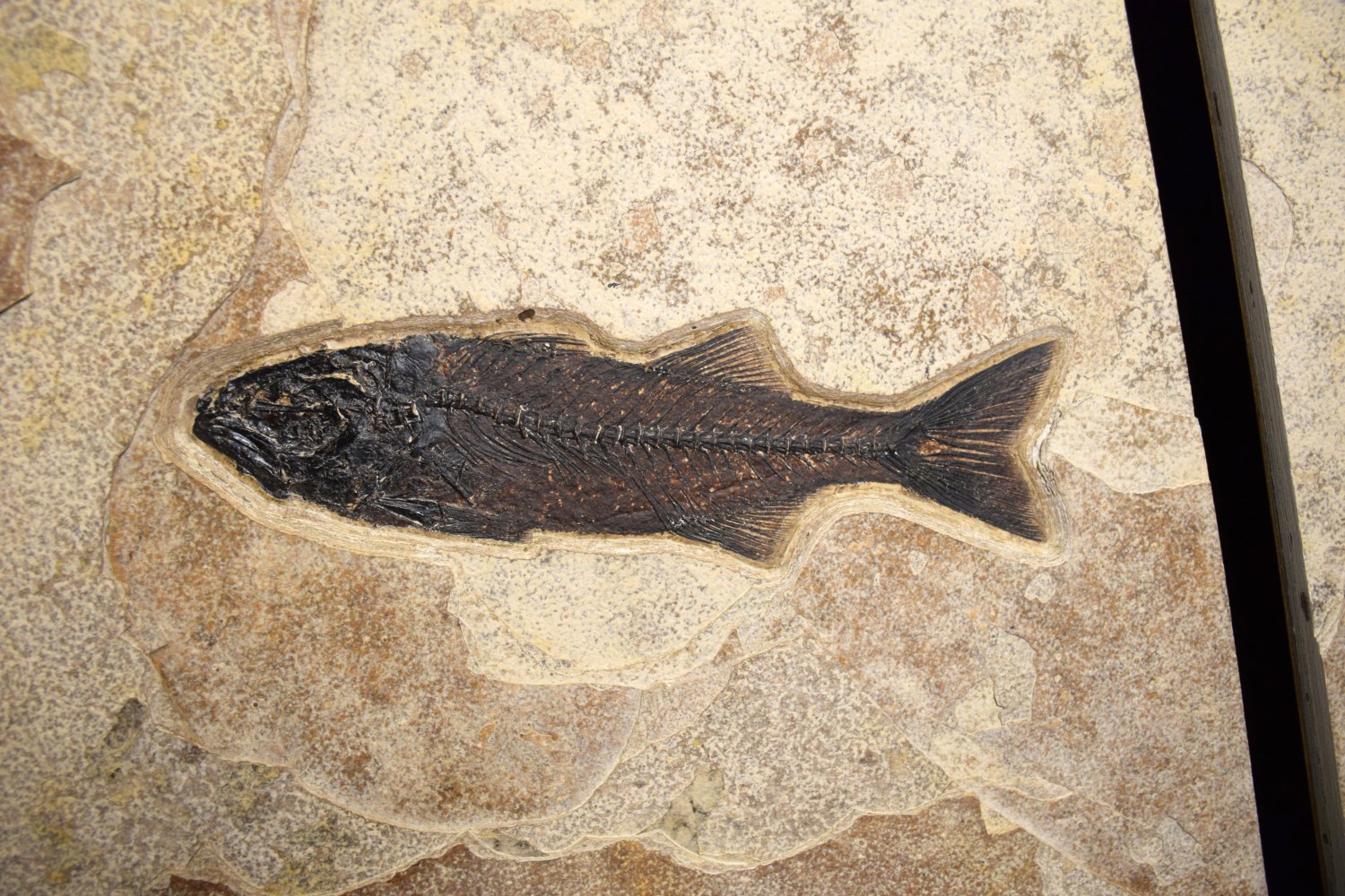 Fossil Mural 6004ABC (SOLD) - A fossil triptych containing a variety of ...