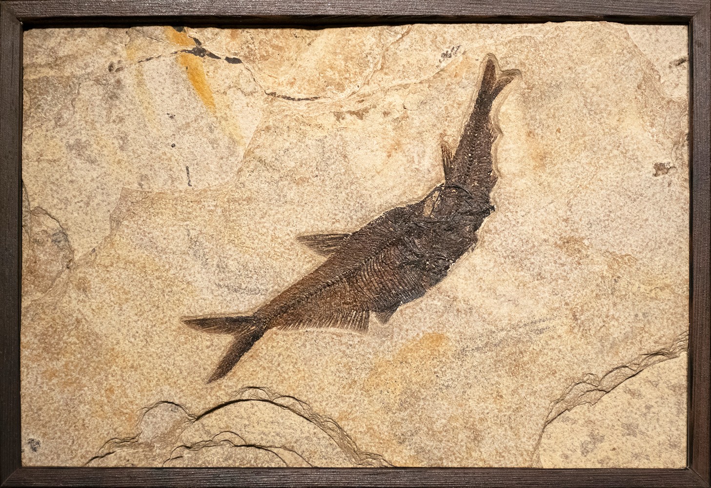 Fossil Mural 9500mm (SOLD) - - Fossil Art-Items - Natural Fossil Art ...