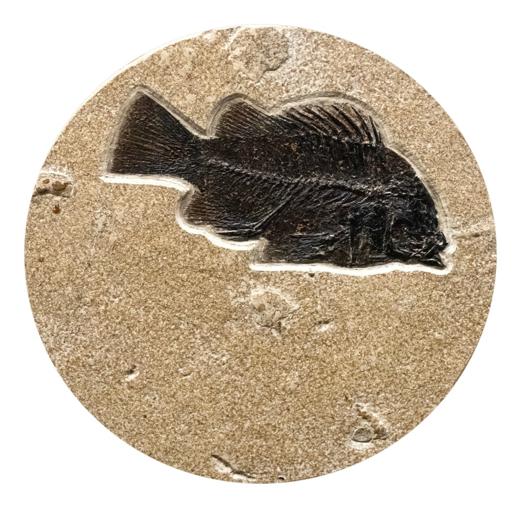 10" Round Fossil Table 2385t (SOLD) - A small 10" round fossil table ...