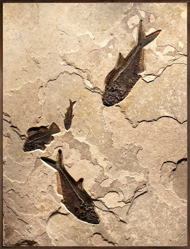 Fossil Mural 3010cm (SOLD) - - Fossil Art-Items - Natural Fossil Art ...