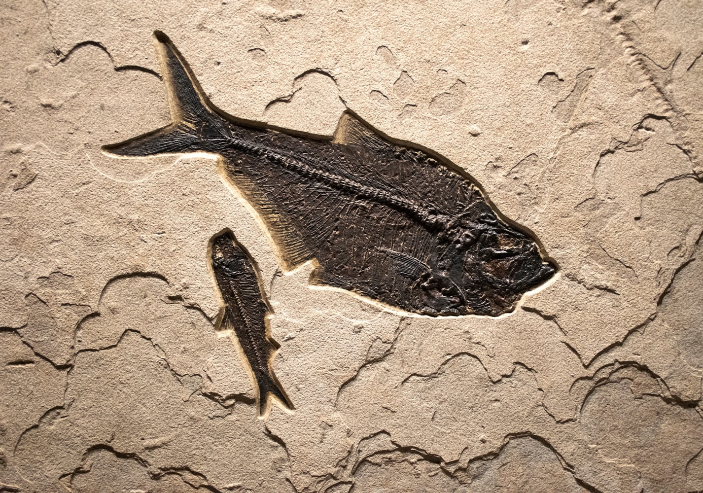 Fossil Mural 4800cm (SOLD) - A square mural containing five fossils ...