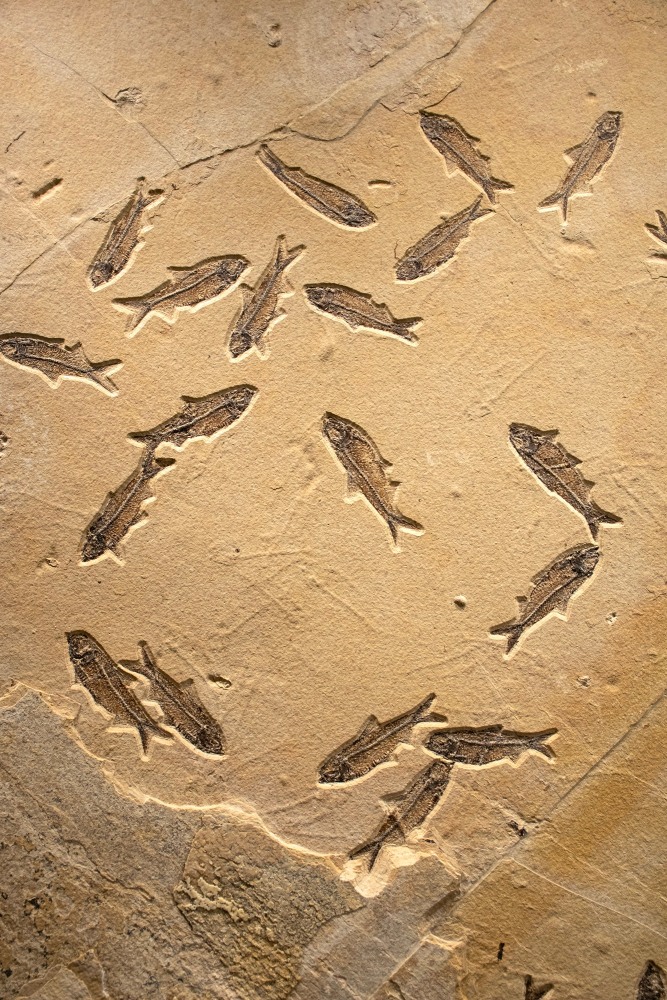 Fossil Fish Mural 4001cm (SOLD) - A vertical Collector-size mural ...