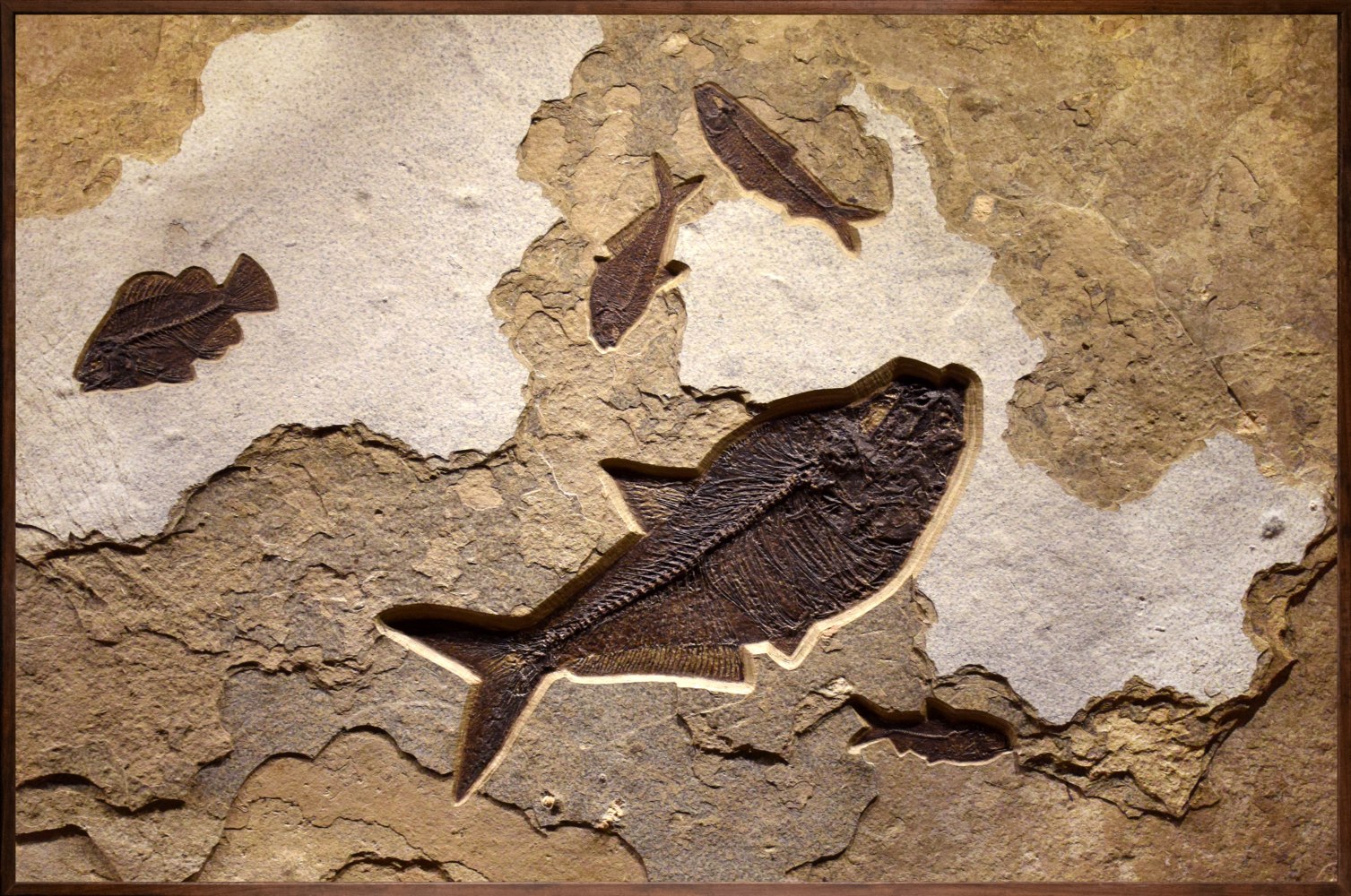 Fossil Fish Mural 0005am (SOLD) - A horizontal Accent-sized fossil fish ...