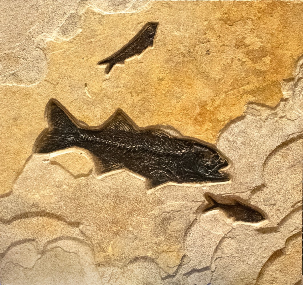 Fossil Fish Mural 9004ab (SOLD) - An Accent-sized fossil mural in two ...