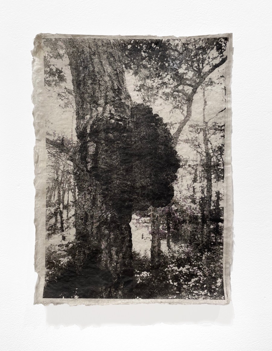 Thicket | Juan Arango Palacios, Josh Dihle, Anastasia Komar, Mevlana Lipp, Wen Liu, Alex McAdoo ...