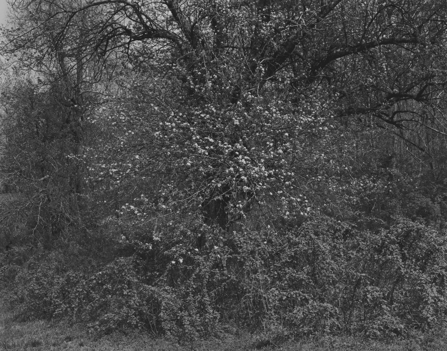 George Tice: An Ode to a Tree - - Exhibitions - Nailya Alexander Gallery