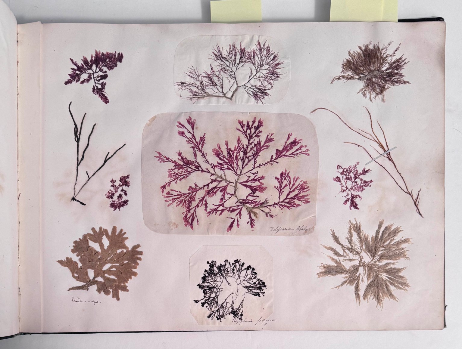 HERBIER ALBUM OF PRESSED FLOWERS - A mid-19th century album containing ...