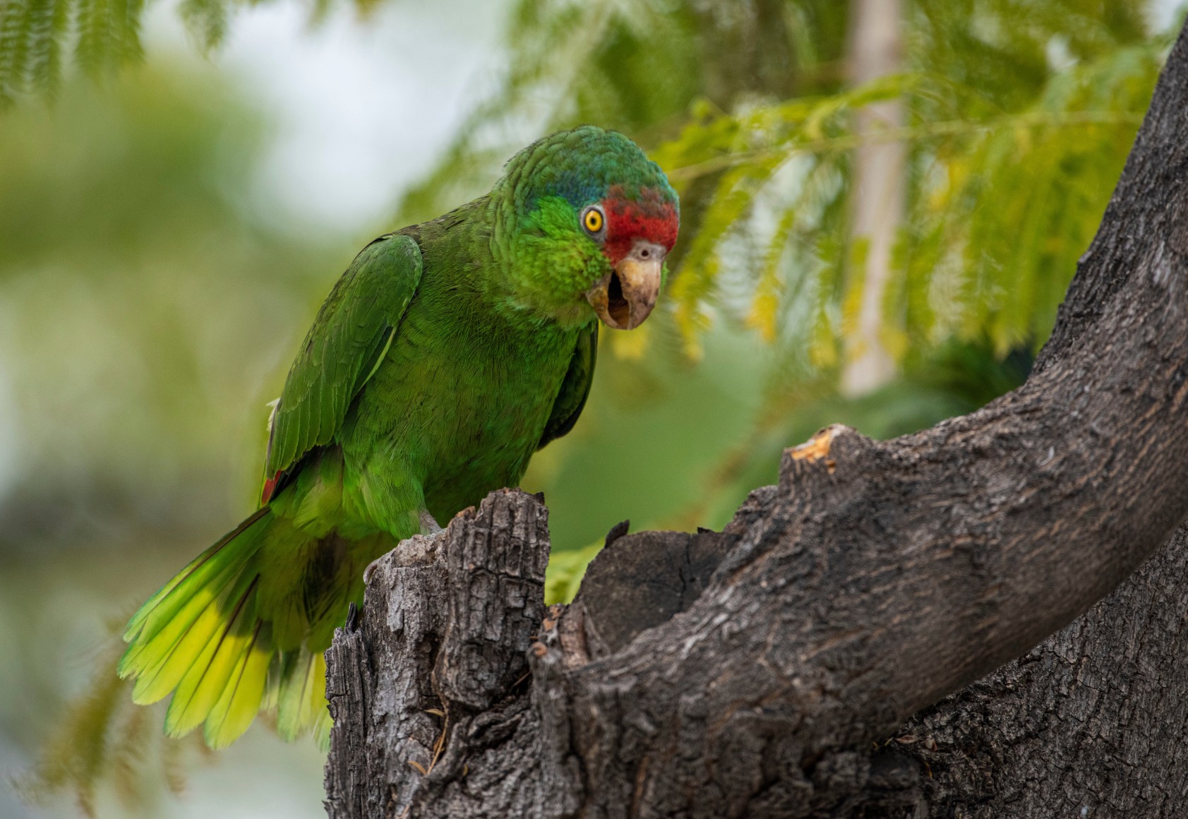 Parrots & Allies - Birds - Bruce Elliott Photography