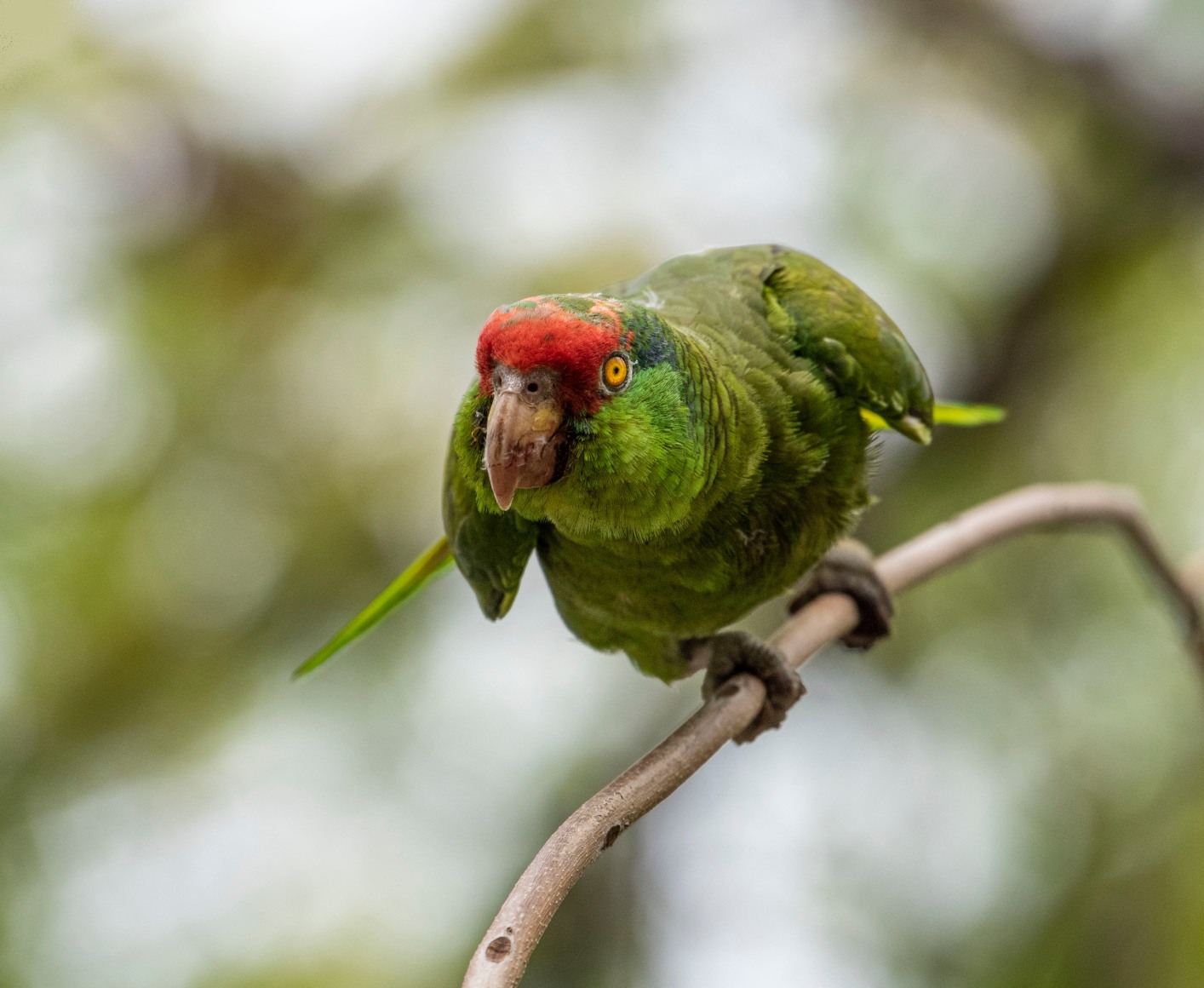 Parrots & Allies - Birds - Bruce Elliott Photography