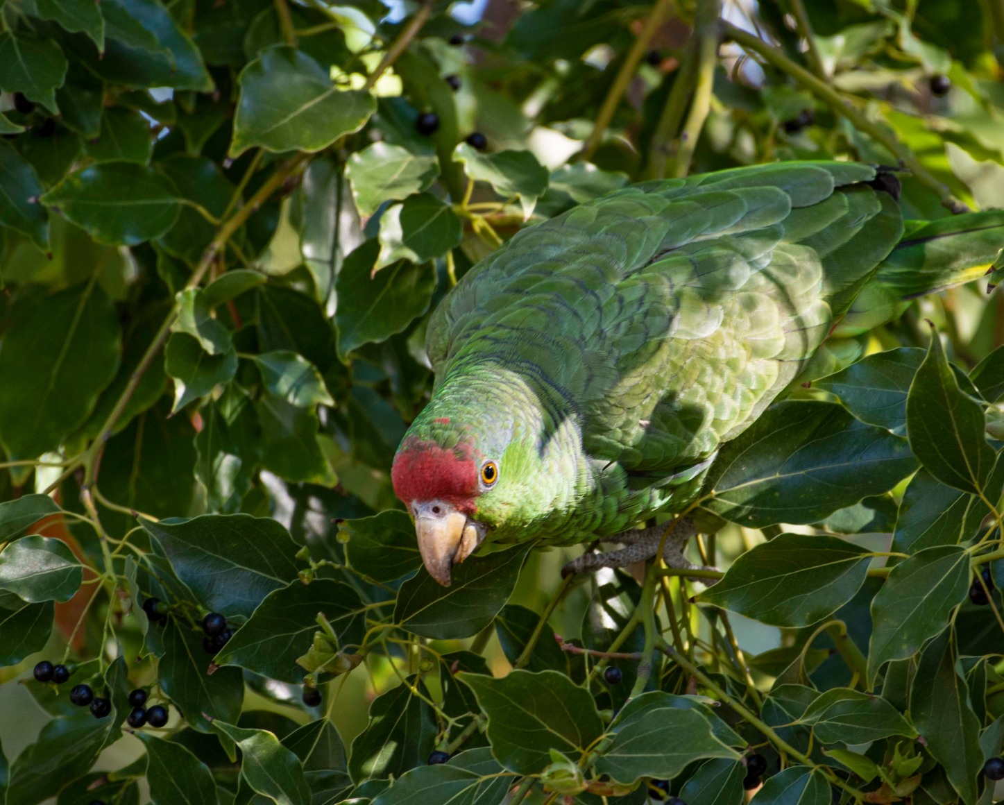 Parrots & Allies - Birds - Bruce Elliott Photography