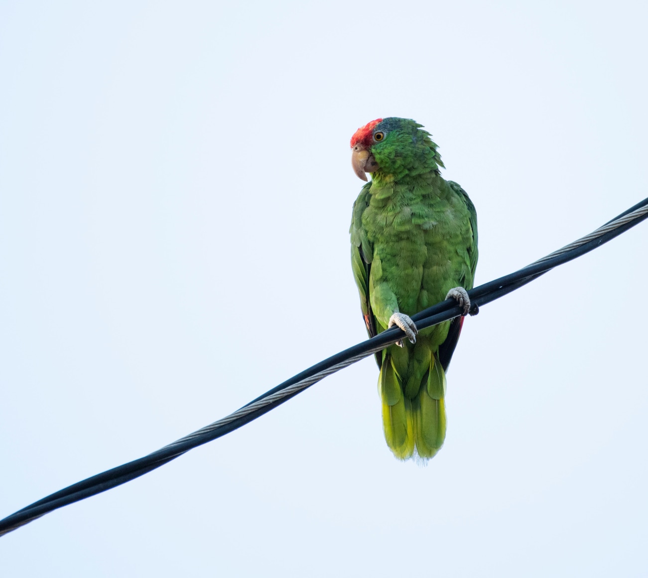 Parrots & Allies - Birds - Bruce Elliott Photography