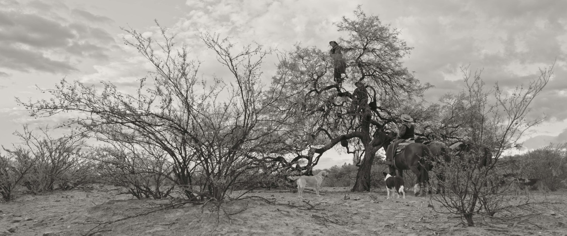 Gaucho Gaucho - Series - Michael Dweck | Contemporary American Visual ...